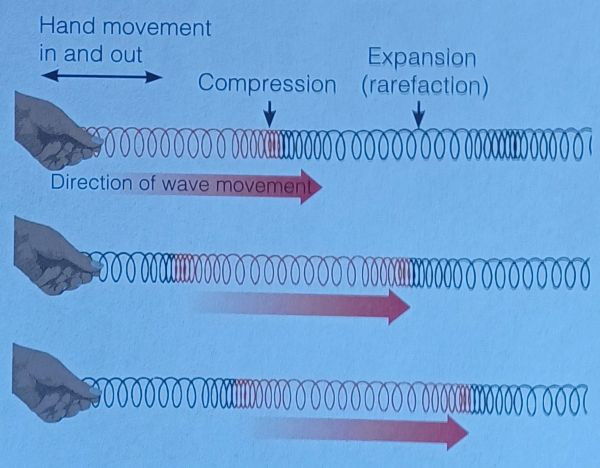 Transverse and Longitudinal Waves | Revision Science